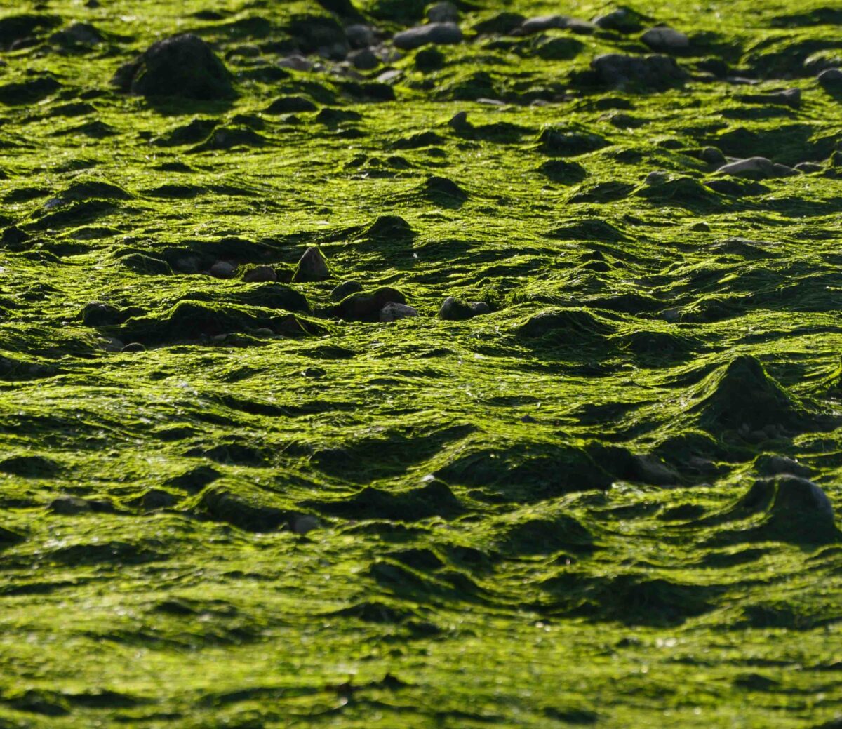 Harmful Algal Blooms – PME | Providing sensors and systems for ... Harmful Algal Blooms – PME | Providing sensors and systems for ...